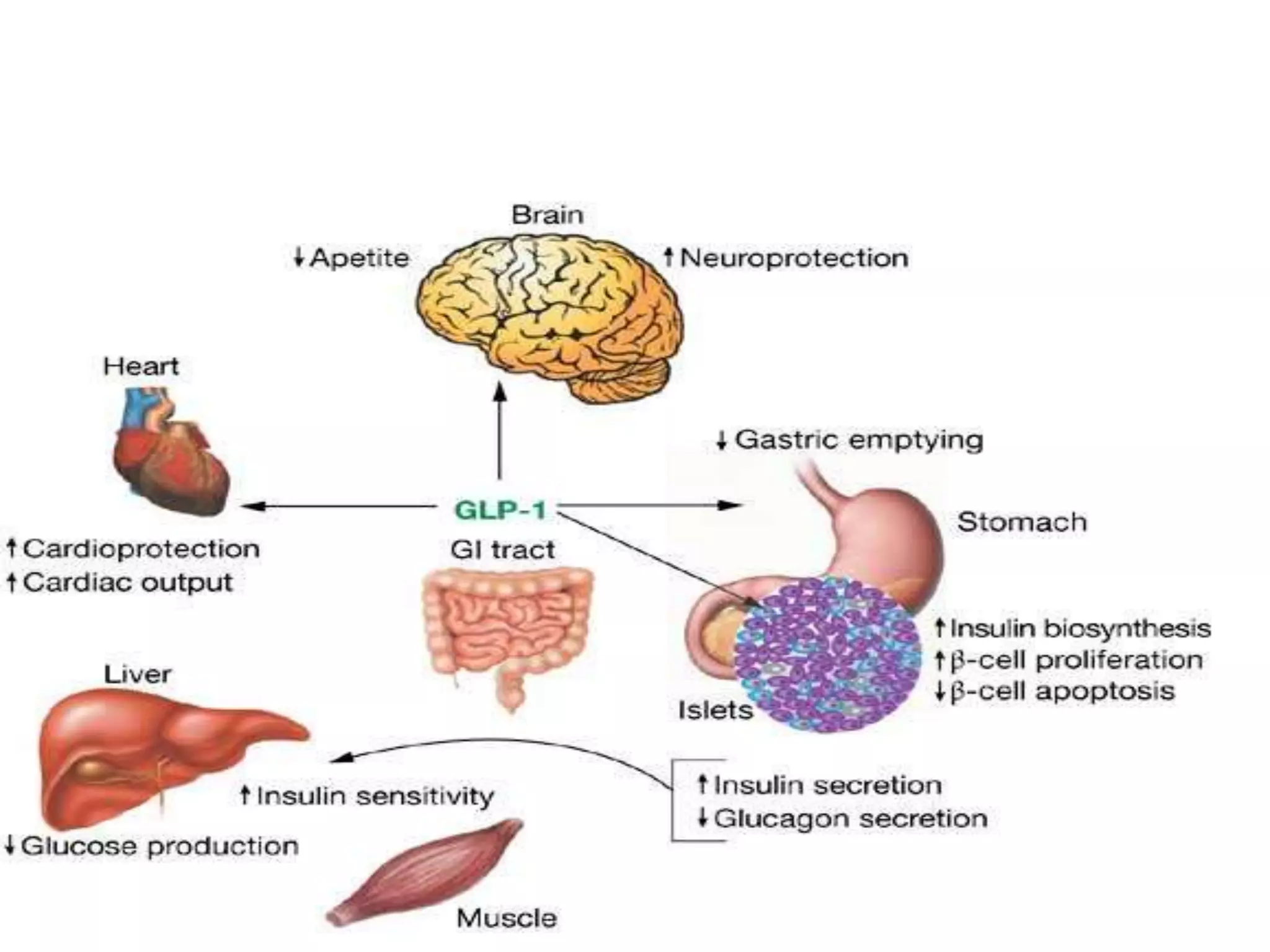 Seminar blood glucose regulation | PPT