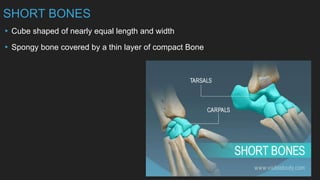 Bone physiology and metabolism | PPTX