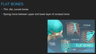 Bone physiology and metabolism | PPTX