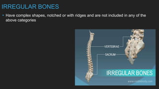 Bone physiology and metabolism | PPTX