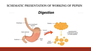 Preparation, Identification and Analysis of Drug (Pepsin) of natural ...