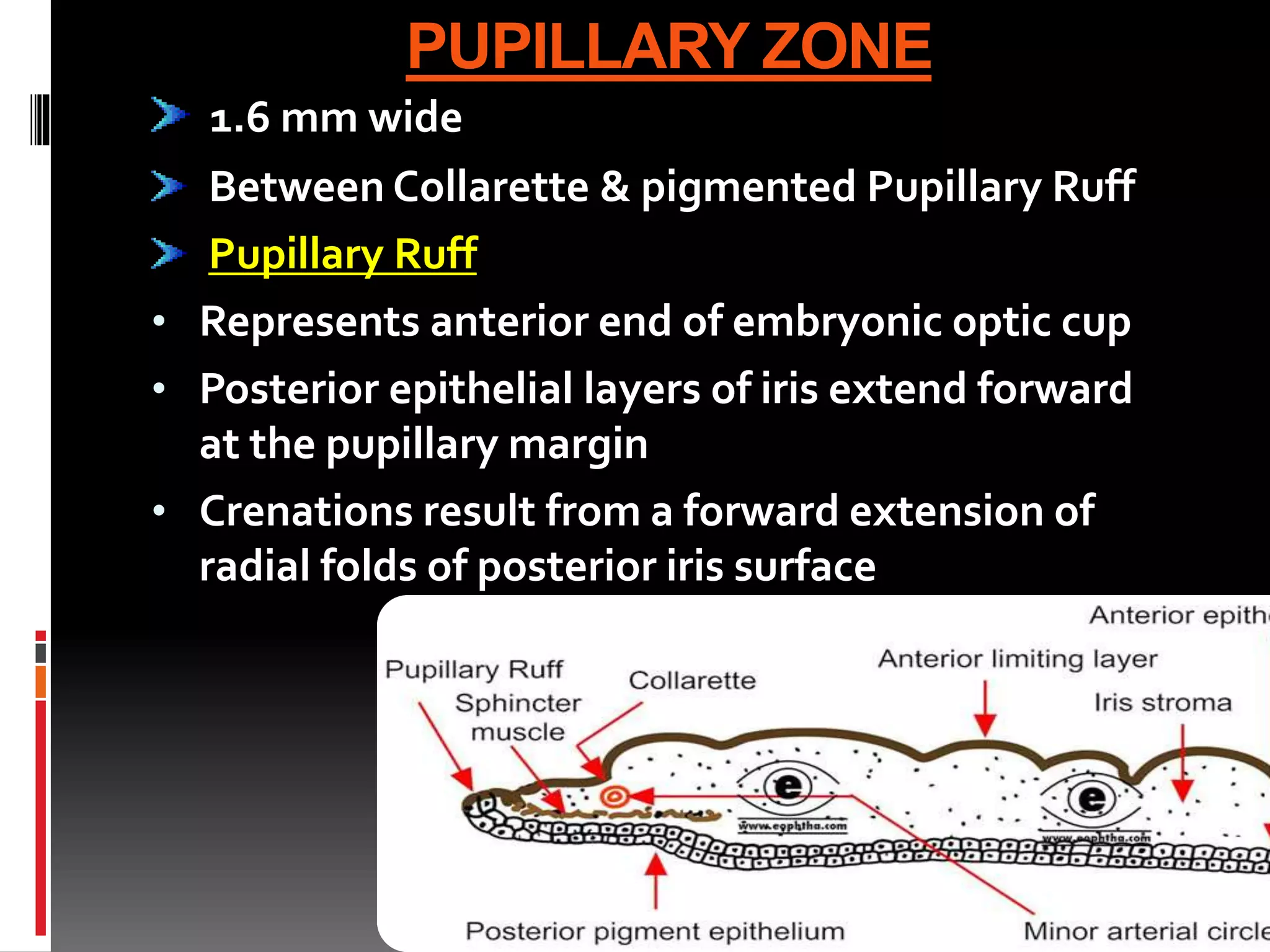 ANATOMY OF IRIS AND ITS CONGENITAL ANOMALIES | PPTX