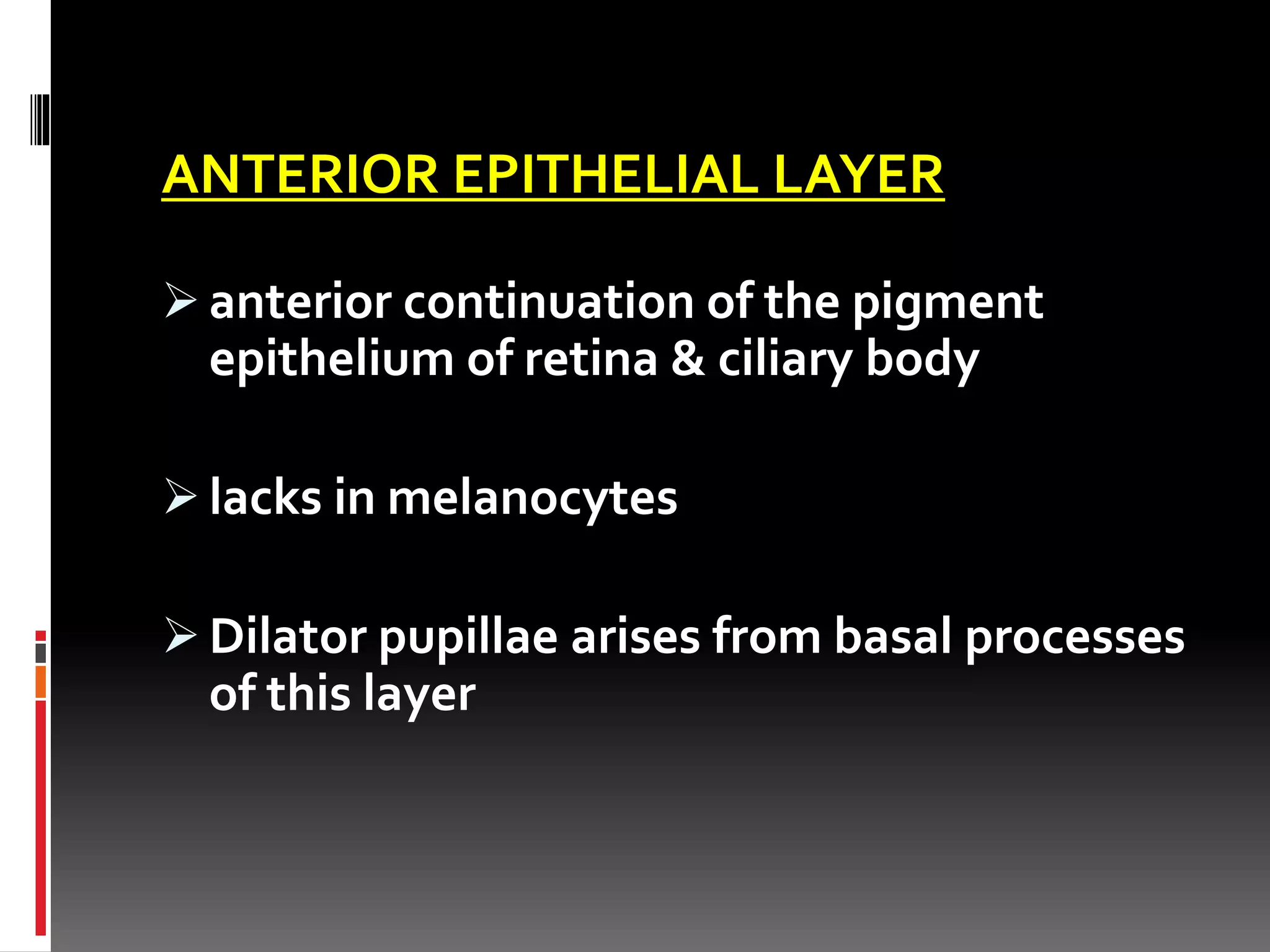 ANATOMY OF IRIS AND ITS CONGENITAL ANOMALIES | PPTX