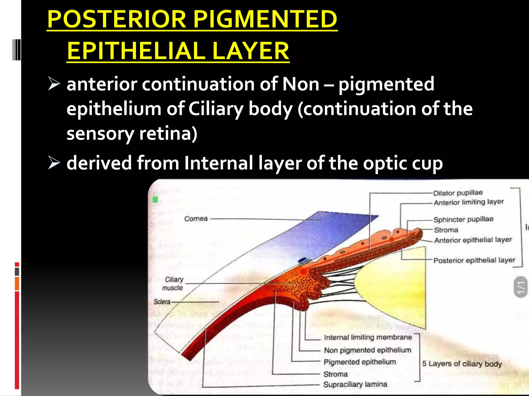 ANATOMY OF IRIS AND ITS CONGENITAL ANOMALIES | PPTX