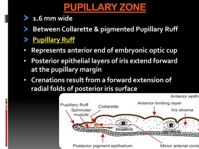 ANATOMY OF IRIS AND ITS CONGENITAL ANOMALIES | PPTX | Eye and Vision ...