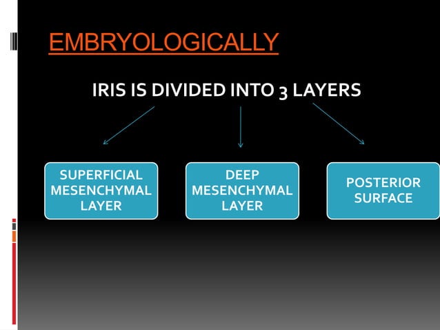 ANATOMY OF IRIS AND ITS CONGENITAL ANOMALIES | PPTX | Eye and Vision ...