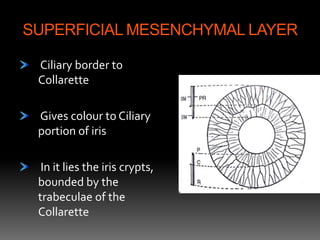 ANATOMY OF IRIS AND ITS CONGENITAL ANOMALIES | PPTX