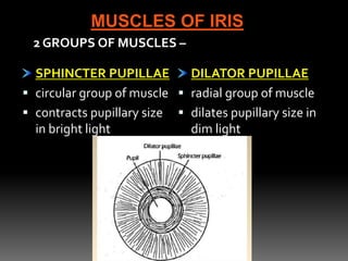 ANATOMY OF IRIS AND ITS CONGENITAL ANOMALIES | PPTX