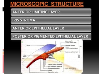 ANATOMY OF IRIS AND ITS CONGENITAL ANOMALIES | PPTX