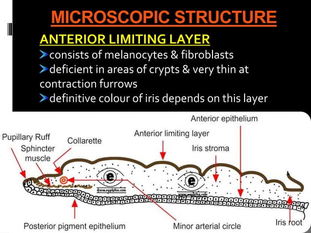 ANATOMY OF IRIS AND ITS CONGENITAL ANOMALIES | PPTX | Eye and Vision ...