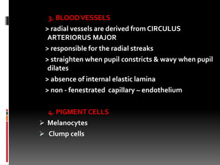 ANATOMY OF IRIS AND ITS CONGENITAL ANOMALIES | PPTX