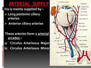 ANATOMY OF IRIS AND ITS CONGENITAL ANOMALIES | PPTX
