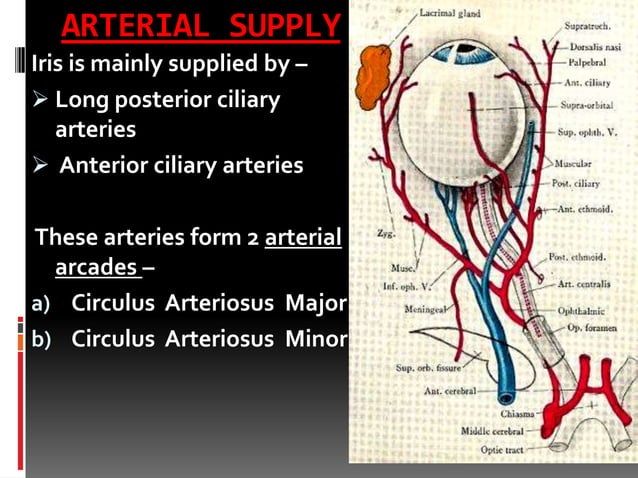 ANATOMY OF IRIS AND ITS CONGENITAL ANOMALIES | PPTX | Eye and Vision ...