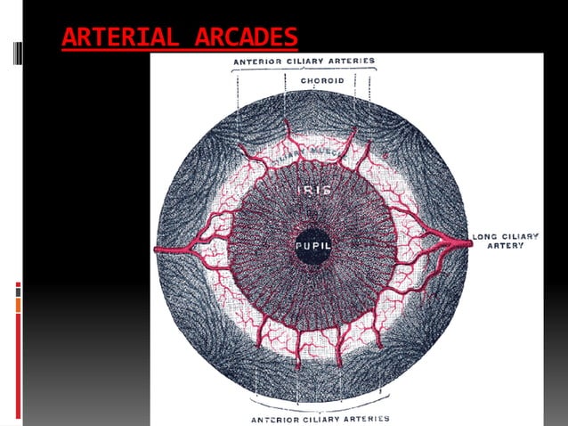 ANATOMY OF IRIS AND ITS CONGENITAL ANOMALIES | PPTX | Eye and Vision ...
