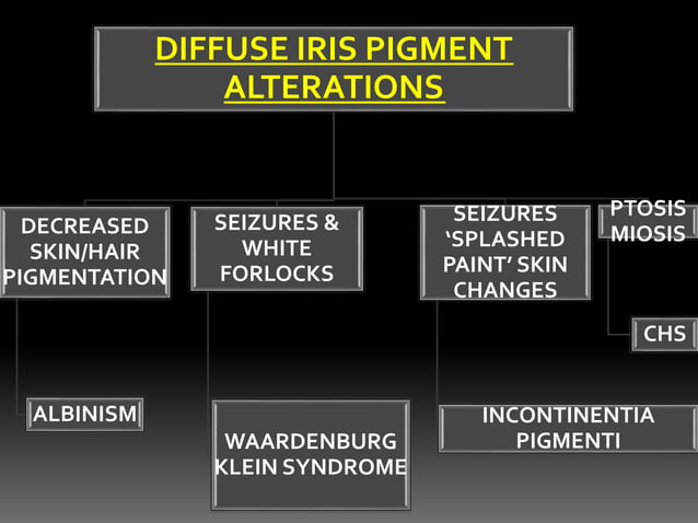 ANATOMY OF IRIS AND ITS CONGENITAL ANOMALIES | PPTX | Eye and Vision ...