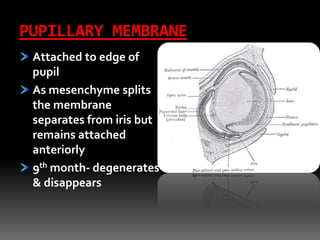 ANATOMY OF IRIS AND ITS CONGENITAL ANOMALIES | PPTX
