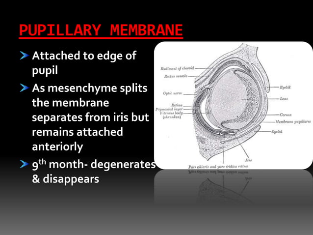 ANATOMY OF IRIS AND ITS CONGENITAL ANOMALIES | PPTX | Eye and Vision ...