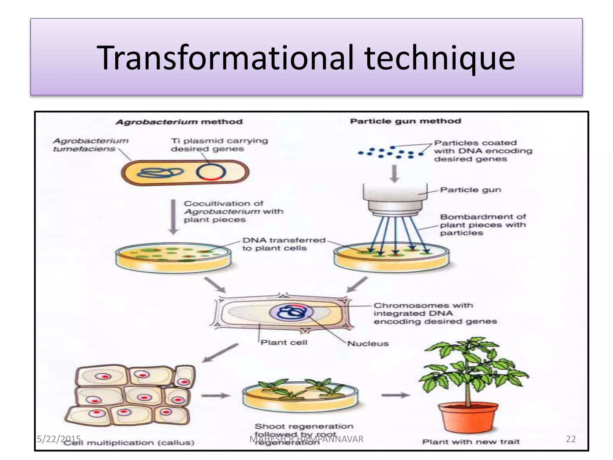 cisgenesis and intragenesis | PPTX