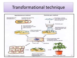 cisgenesis and intragenesis | PPTX