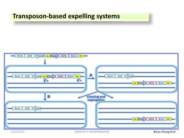 cisgenesis and intragenesis | PPTX