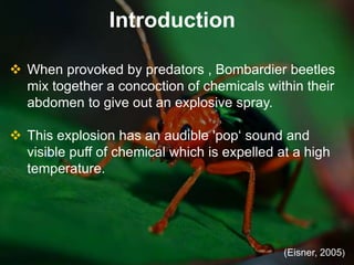 Bombardier beetle- master of chemical warfare | PPTX