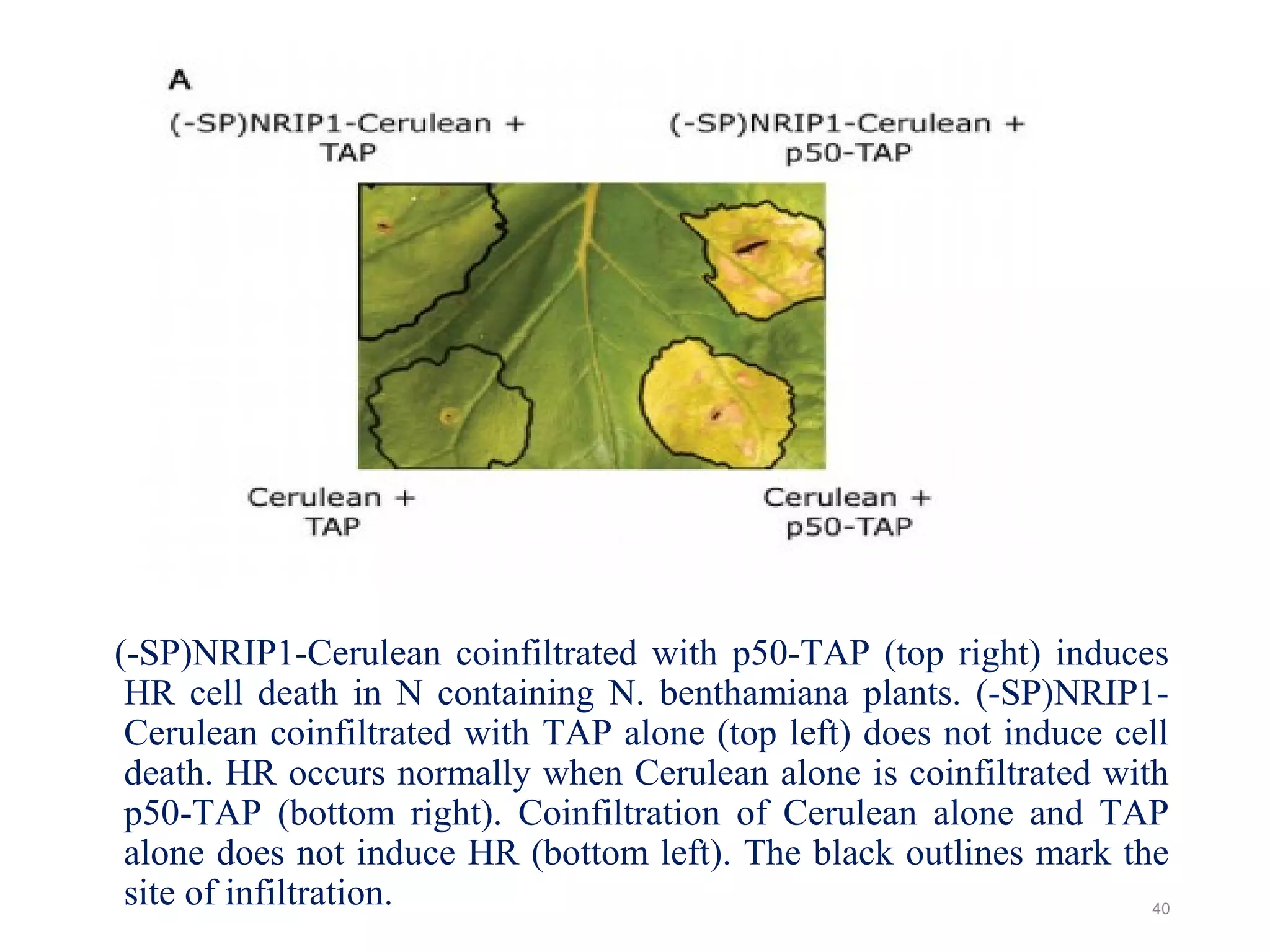 ROLE OF PATHOGEN DERIVED EFFECTOR PROTEINS IN PLANT DISEASE AND ...