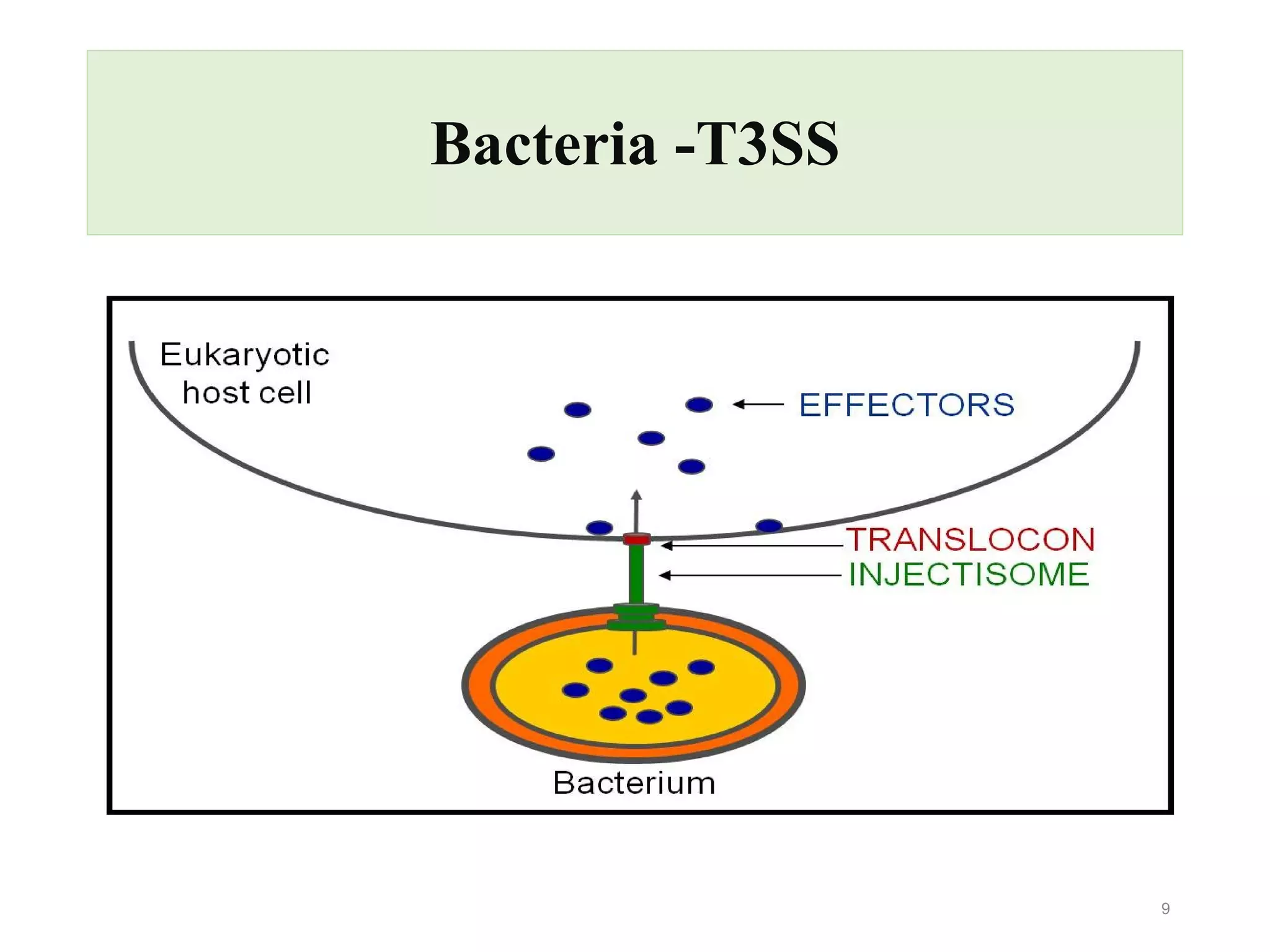 ROLE OF PATHOGEN DERIVED EFFECTOR PROTEINS IN PLANT DISEASE AND ...