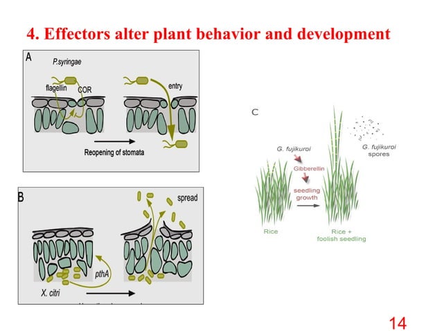 ROLE OF PATHOGEN DERIVED EFFECTOR PROTEINS IN PLANT DISEASE AND ...