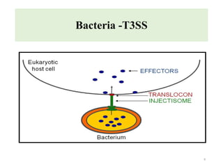ROLE OF PATHOGEN DERIVED EFFECTOR PROTEINS IN PLANT DISEASE AND ...