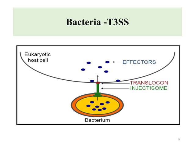 ROLE OF PATHOGEN DERIVED EFFECTOR PROTEINS IN PLANT DISEASE AND ...