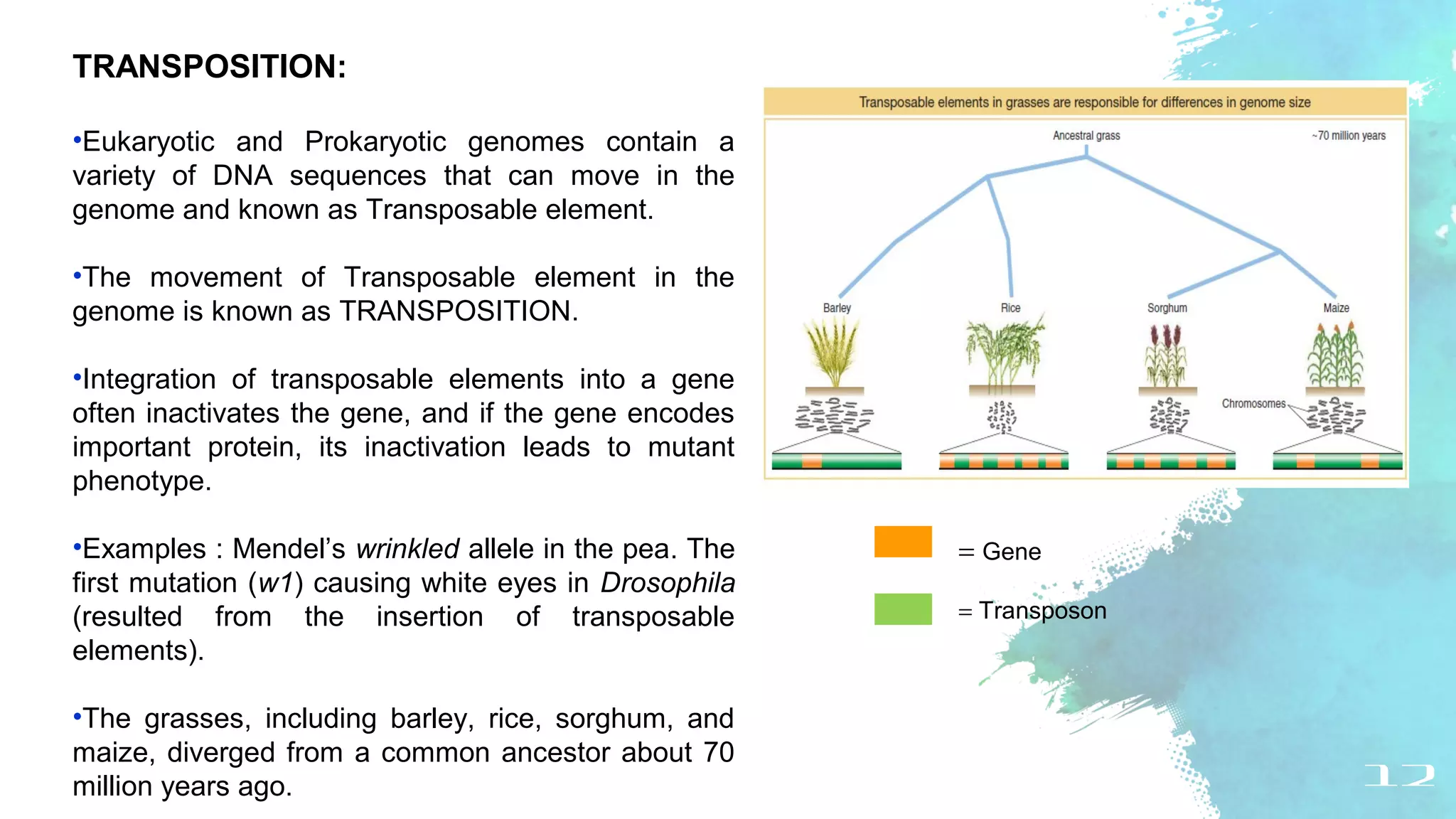 Molecular Basis of Mutation | PPT