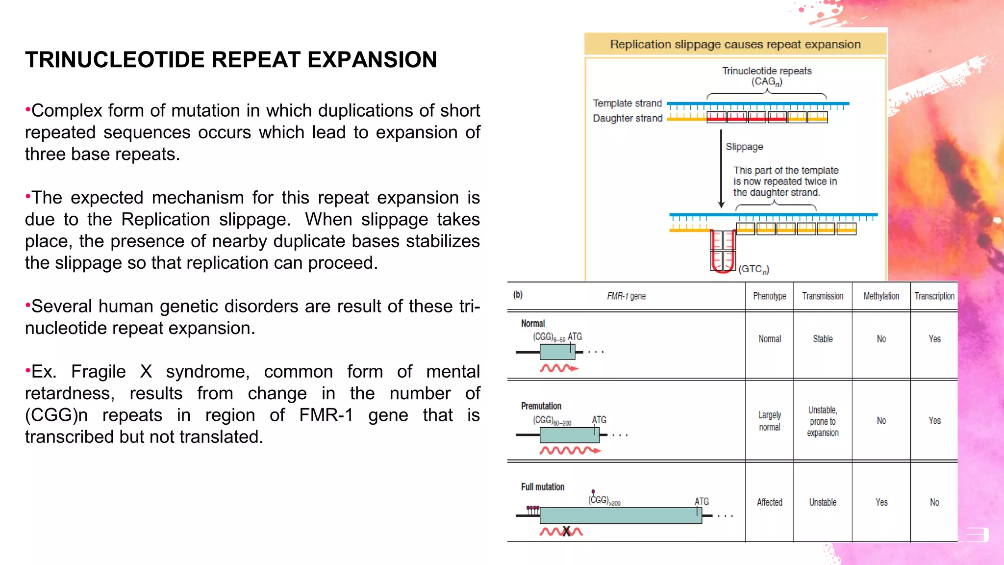 Molecular Basis of Mutation | PPT