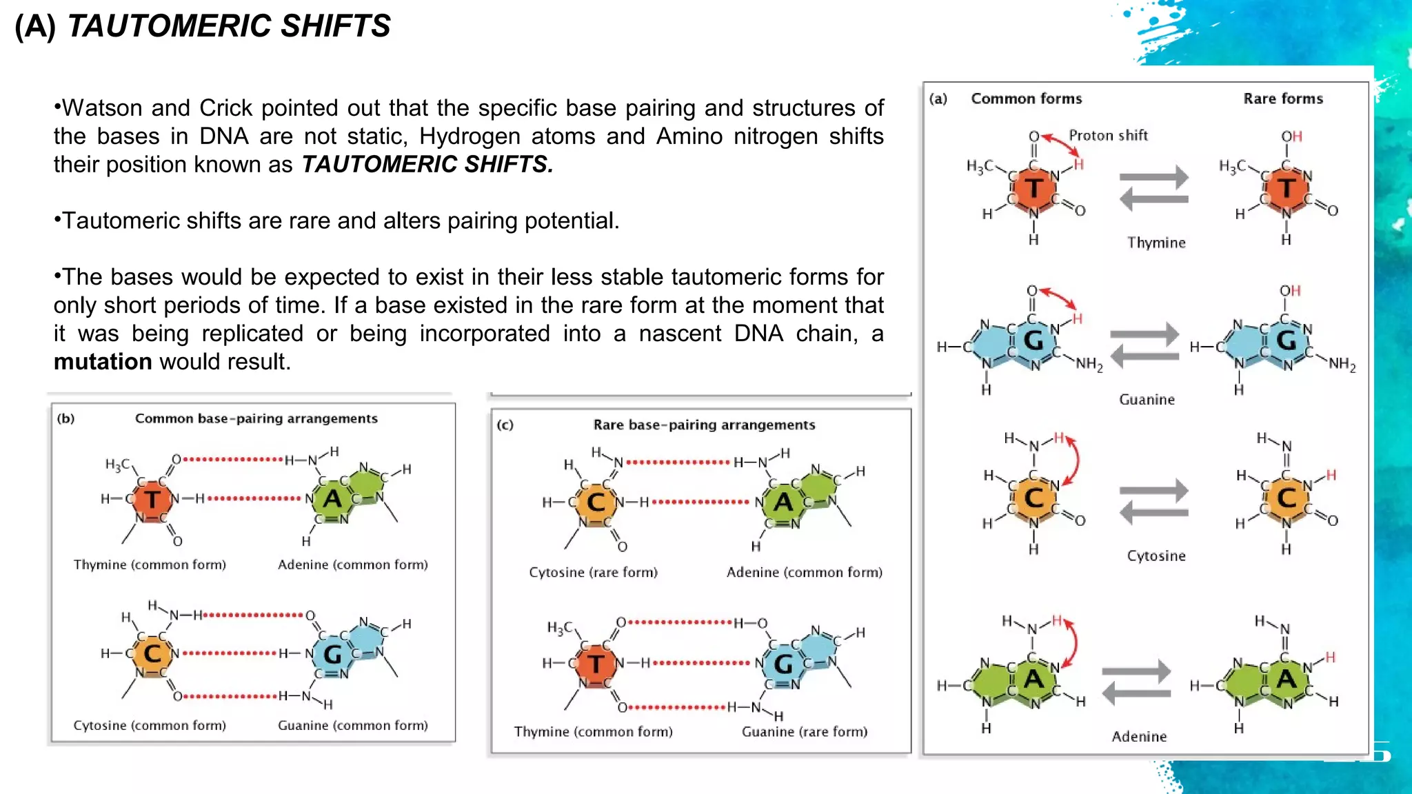 Molecular Basis of Mutation | PPT
