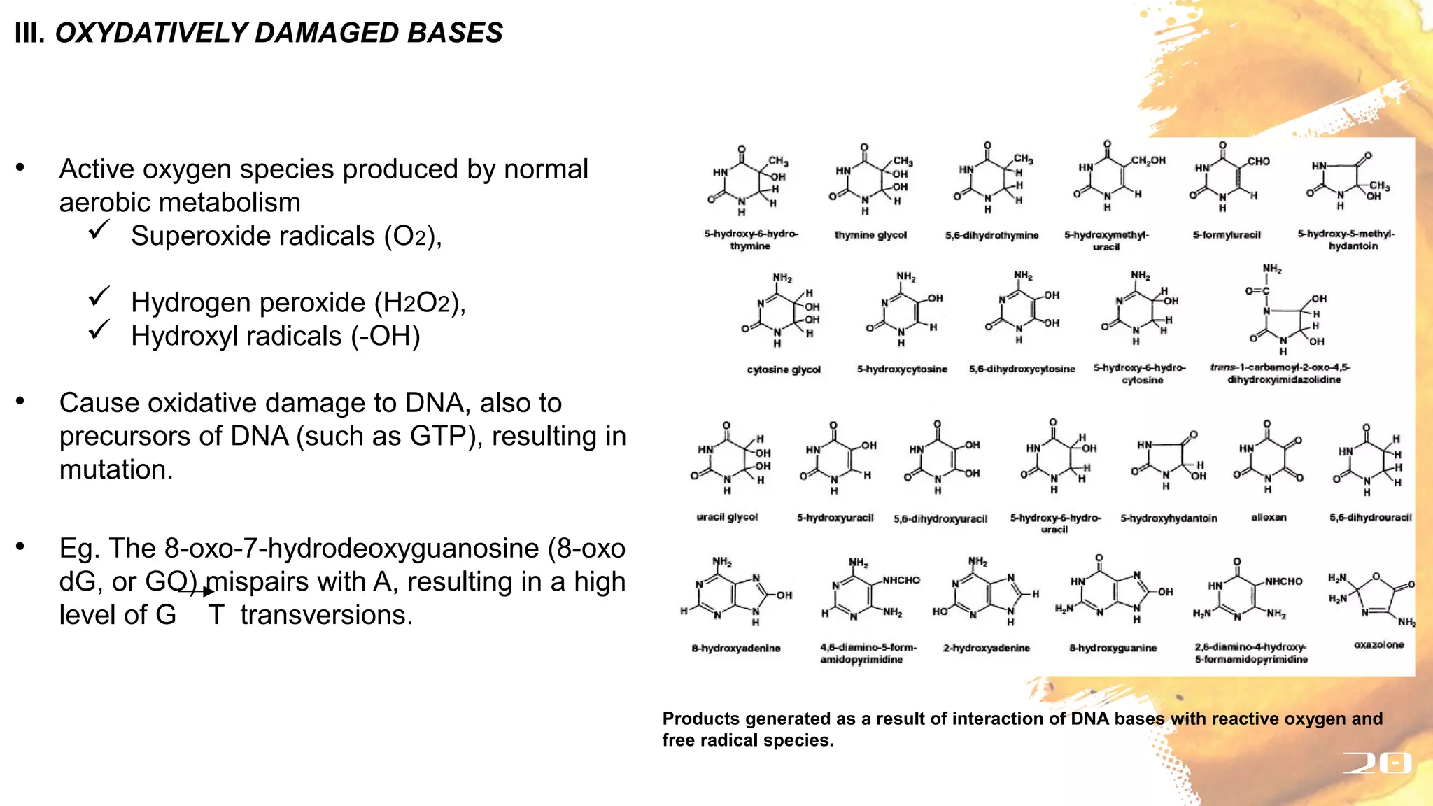 Molecular Basis of Mutation | PPT