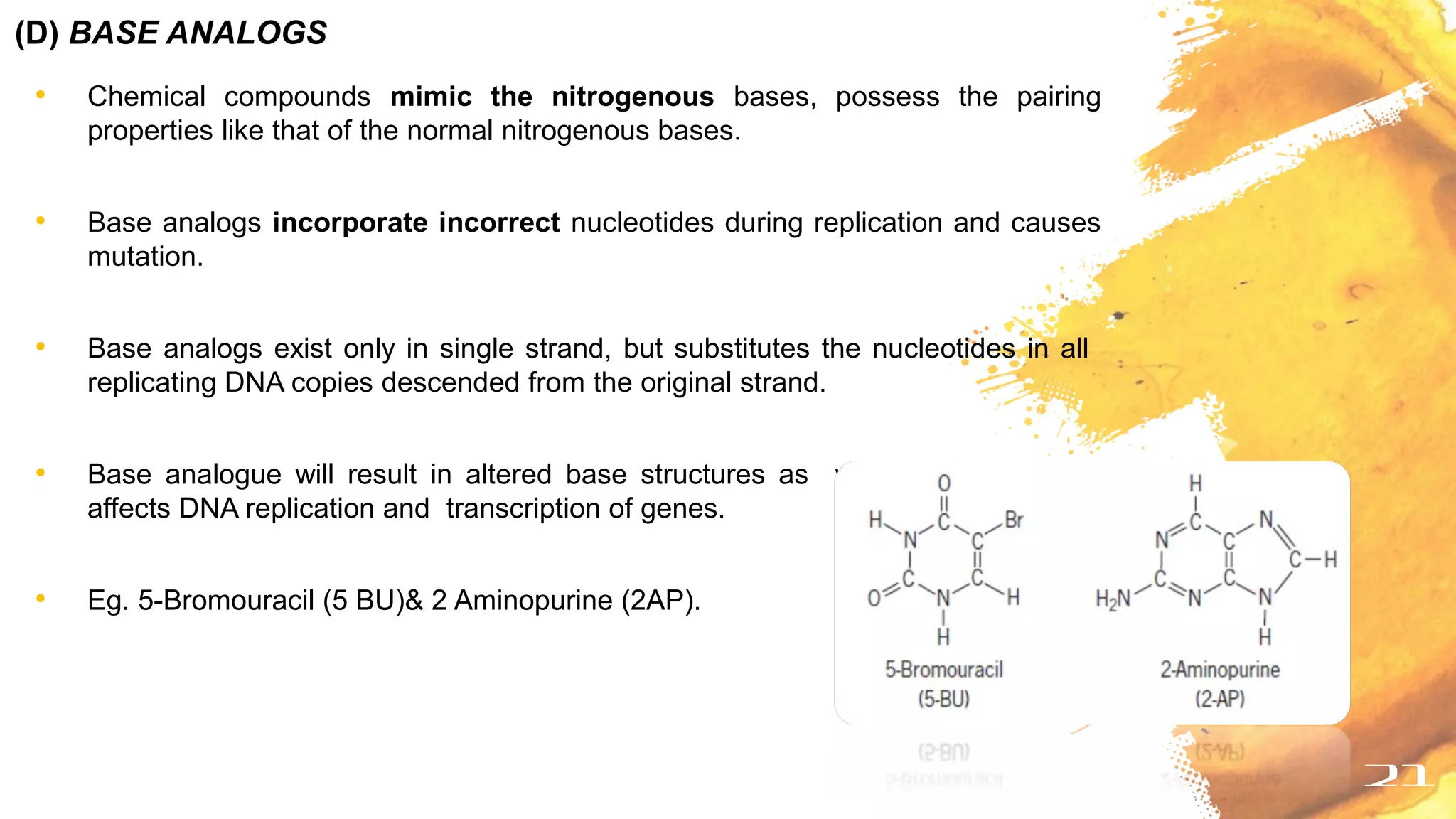 Molecular Basis of Mutation | PPT