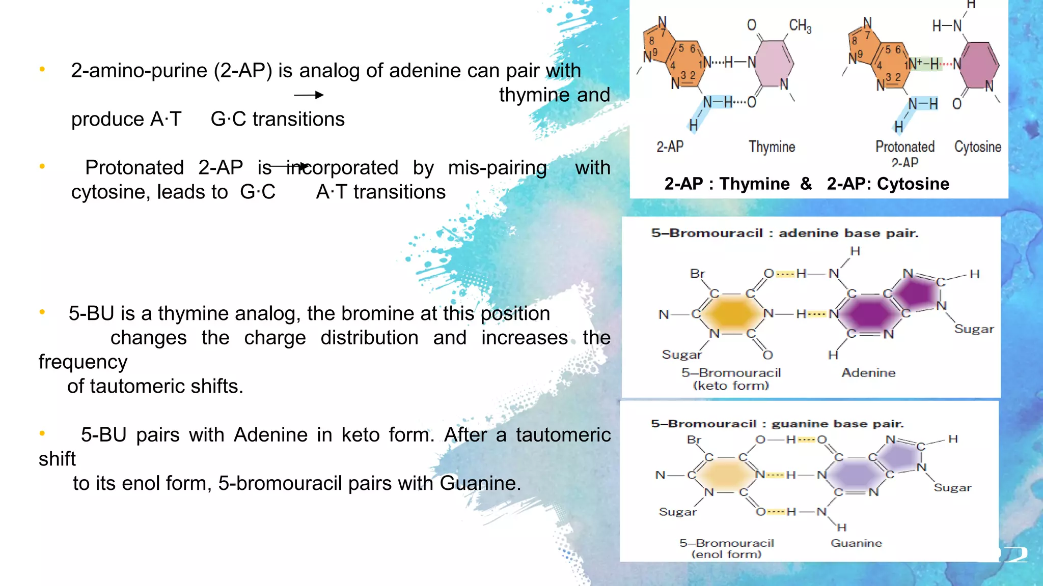 Molecular Basis of Mutation | PPT