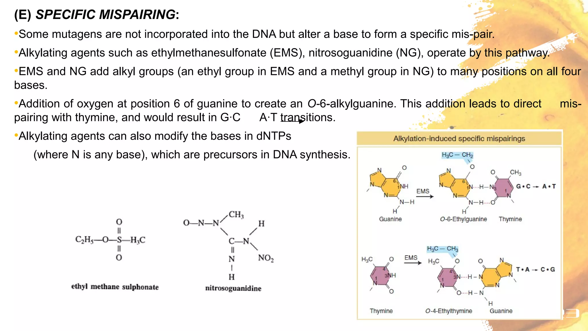 Molecular Basis of Mutation | PPT