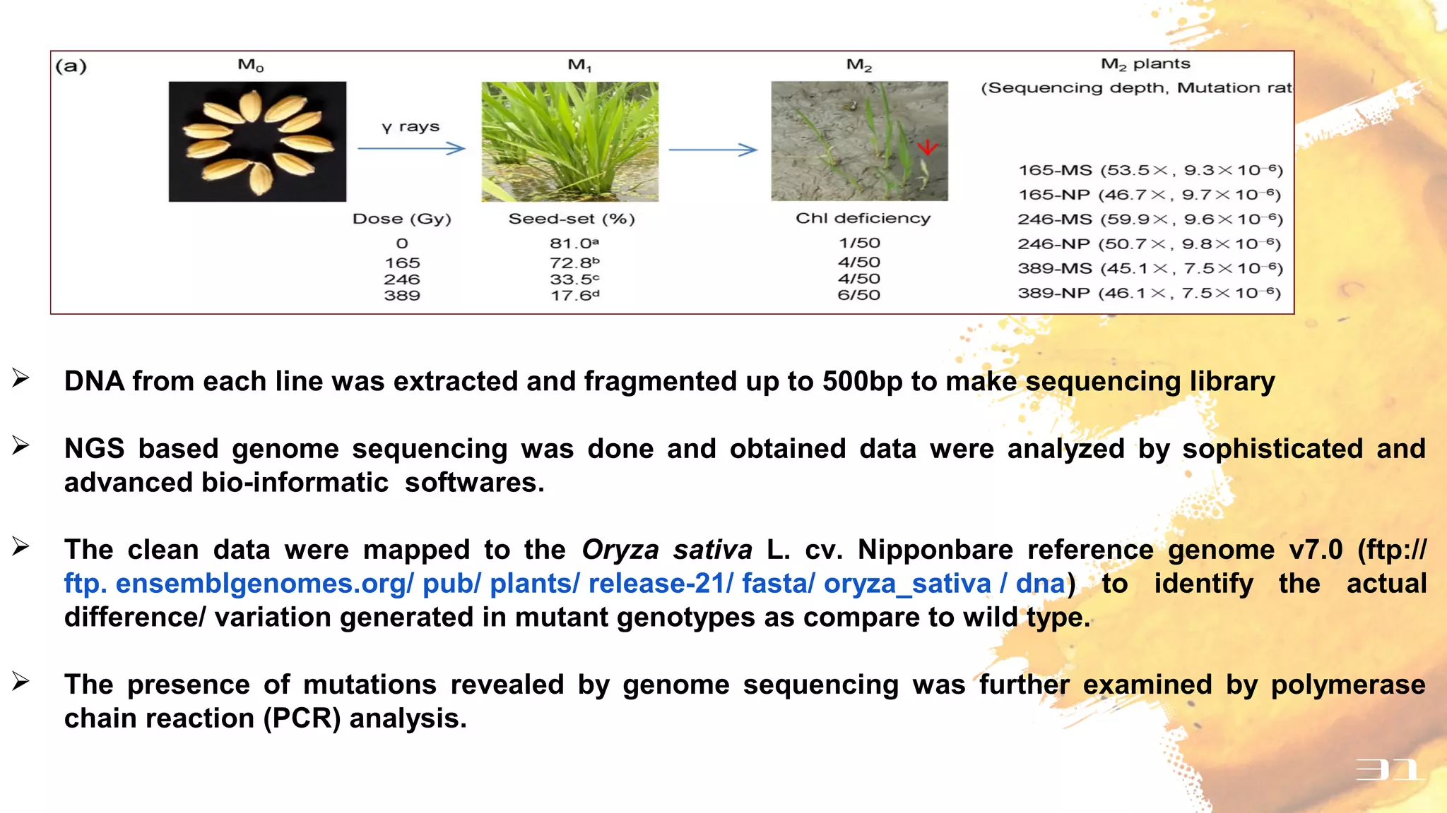 Molecular Basis of Mutation | PPT