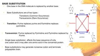 Molecular Basis of Mutation | PPT