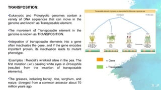 Molecular Basis of Mutation | PPT