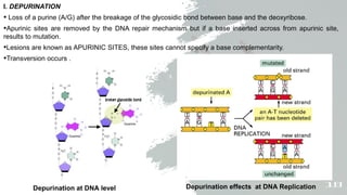 Molecular Basis of Mutation | PPT
