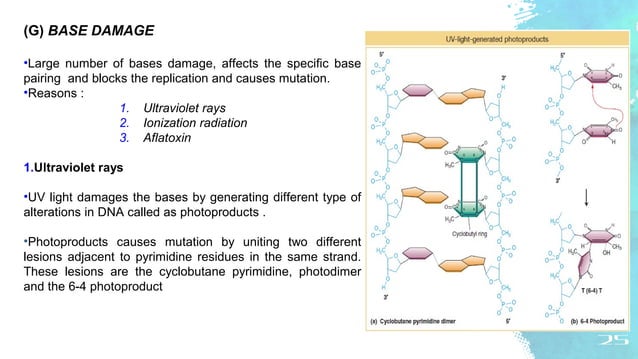 Molecular Basis of Mutation | PPT | Chemistry | Science