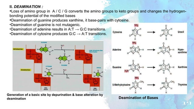 Molecular Basis Of Mutation Ppt