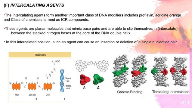 Molecular Basis Of Mutation Ppt
