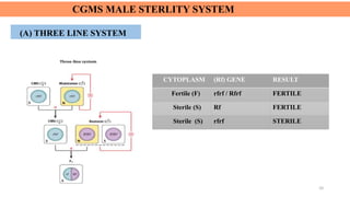 Application of Molecular markers for identification of restorers | PPTX
