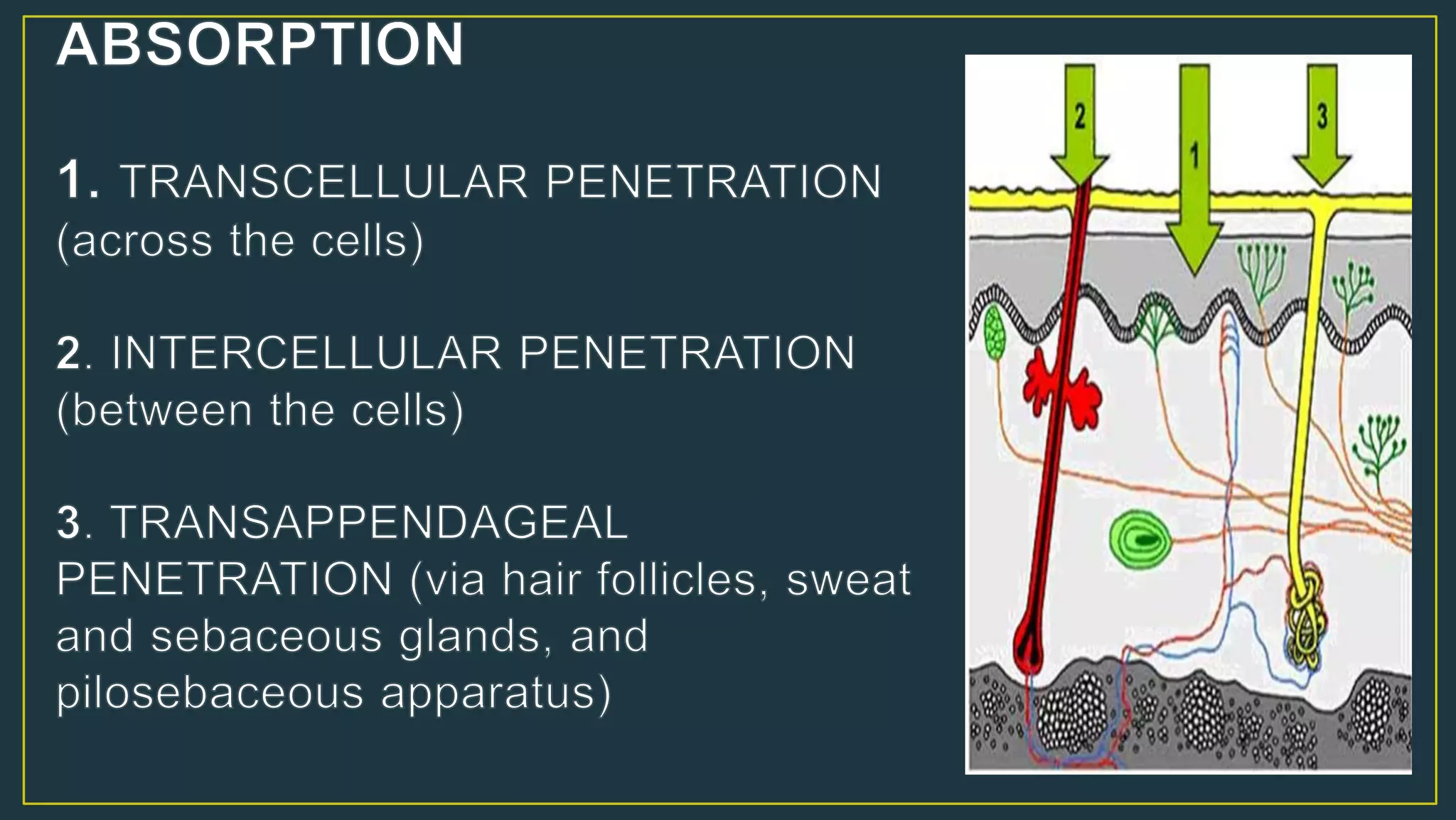 topical therapy in dermatology | PPTX