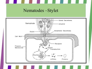 EFFECTOR PROTEINS IN DISEASE DEVELOPMENT AND RESISTANCE | PPT