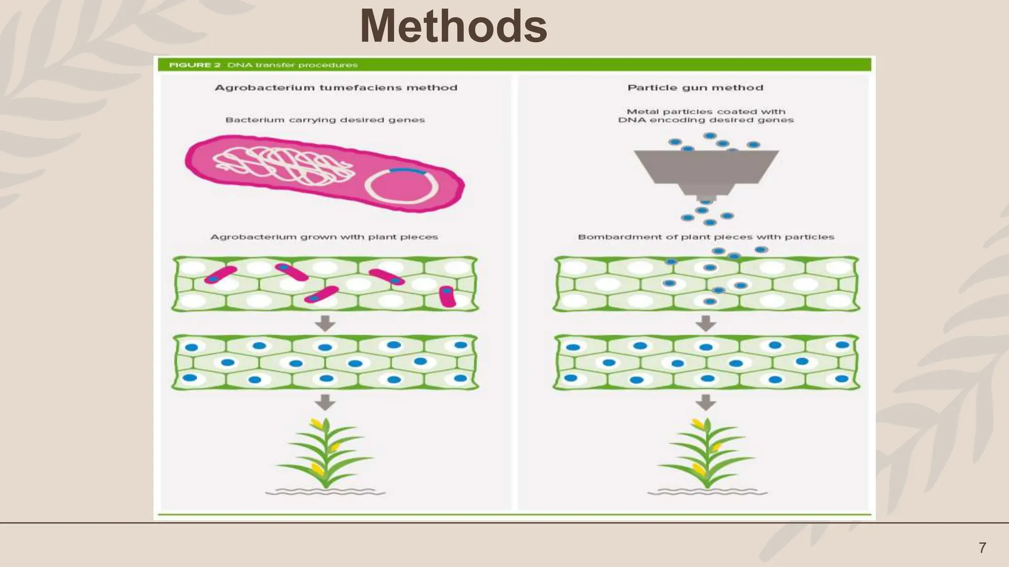 Ethical issues associated with Genetically Modified Crops and ...