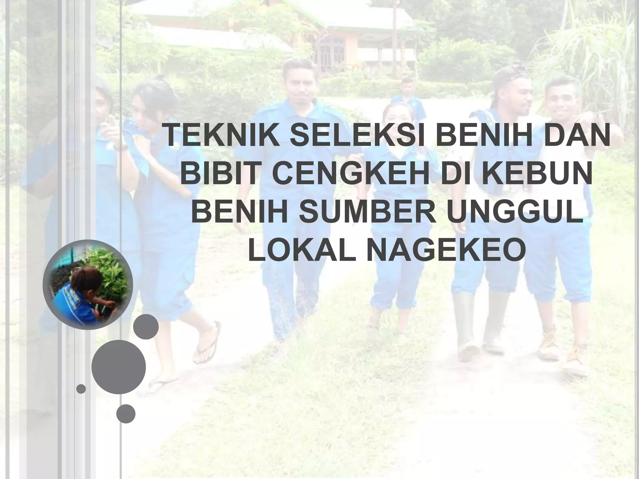 Teknik Seleksi Benih dan Bibit Cengkeh (Syzygium aromaticum L) di Kebun ...