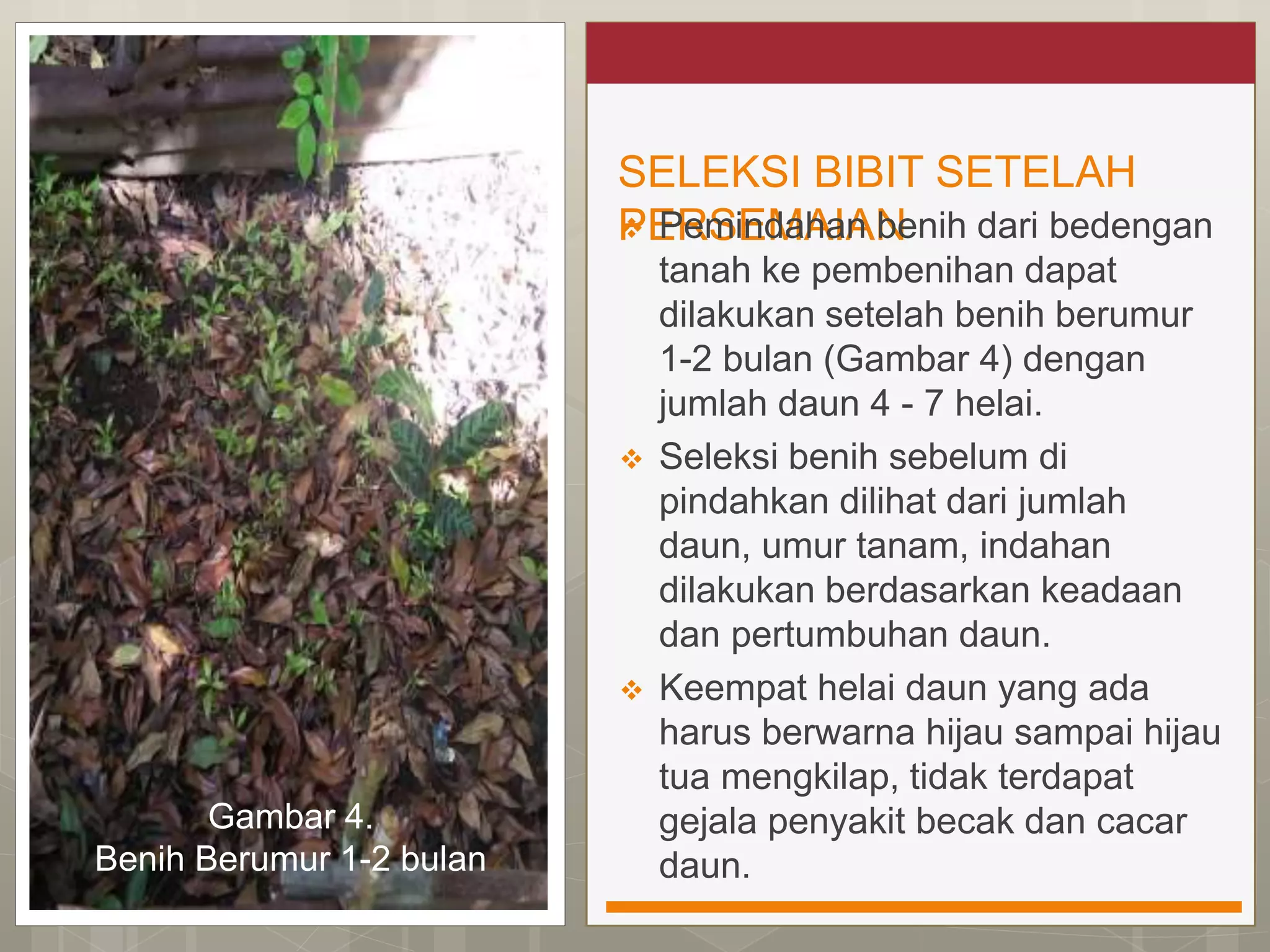 Teknik Seleksi Benih dan Bibit Cengkeh (Syzygium aromaticum L) di Kebun ...